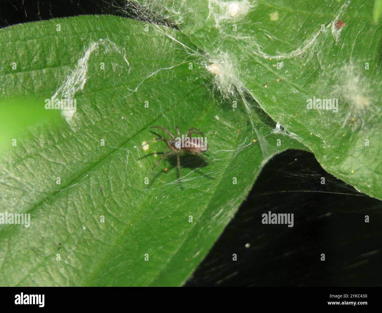 Typical Spiders (Araneomorphae Stock Photo - Alamy
