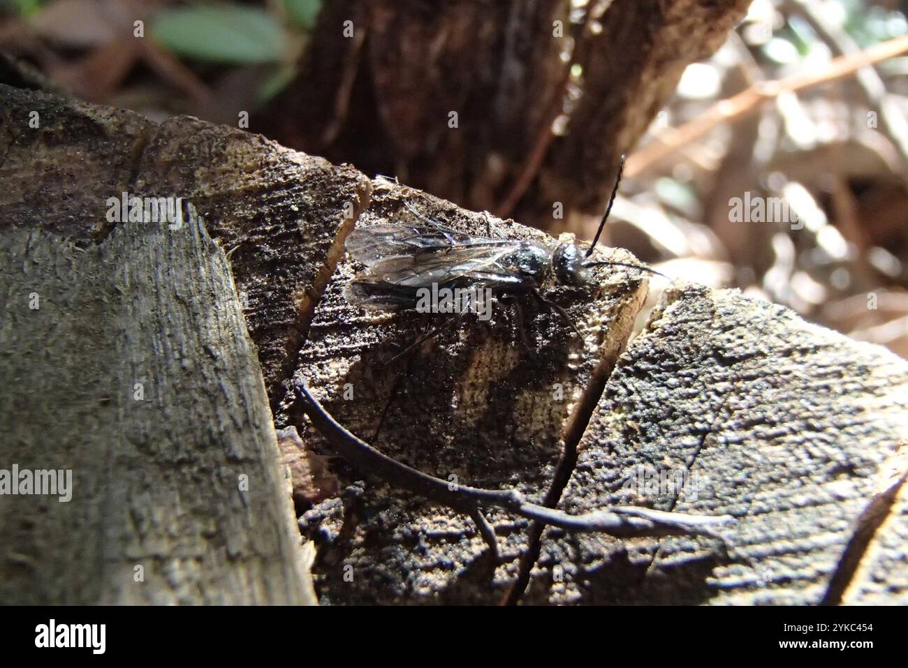 Ants, Bees, Wasps, and Sawflies (Hymenoptera Stock Photo - Alamy