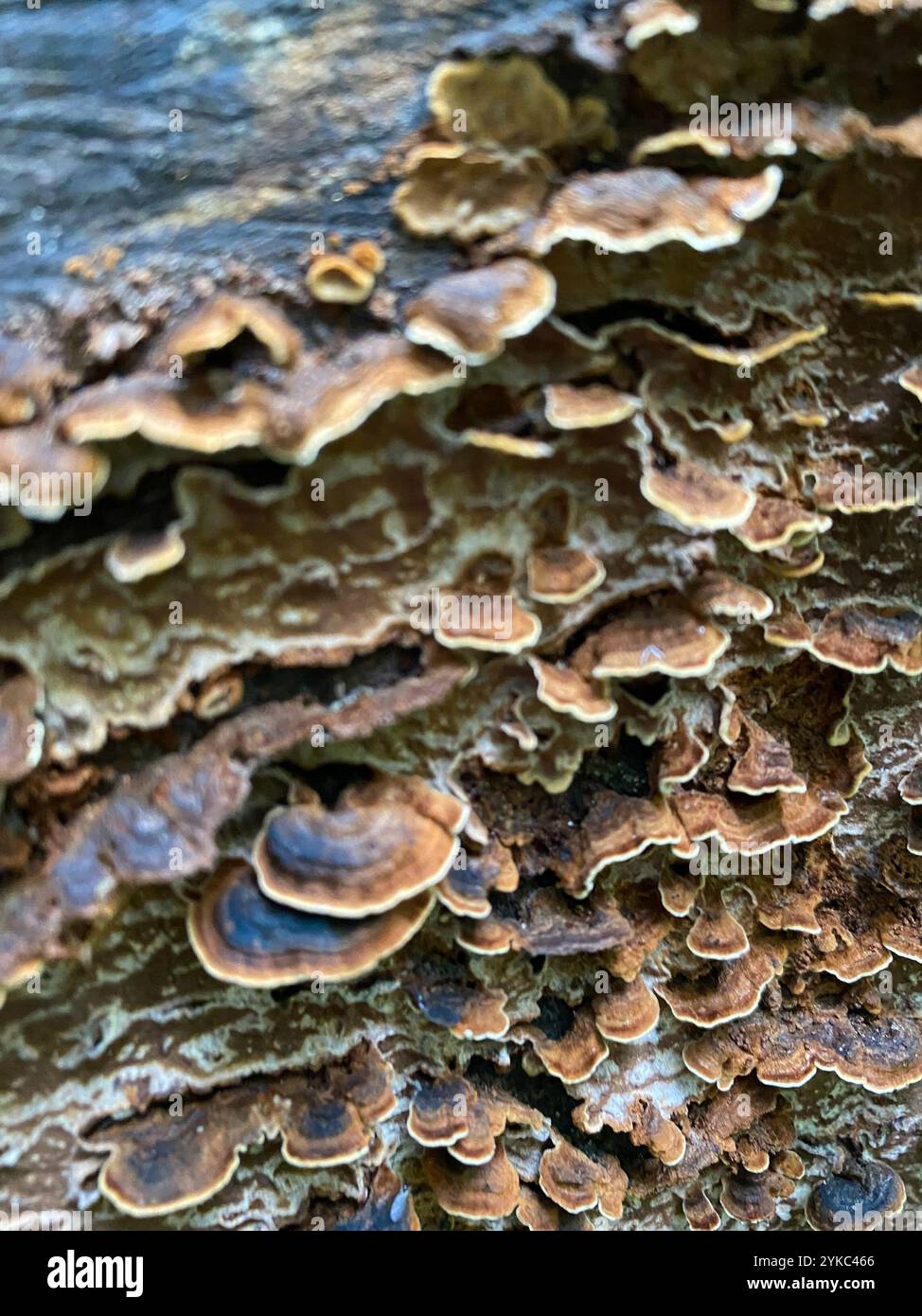 shelf fungi (Polyporales Stock Photo - Alamy