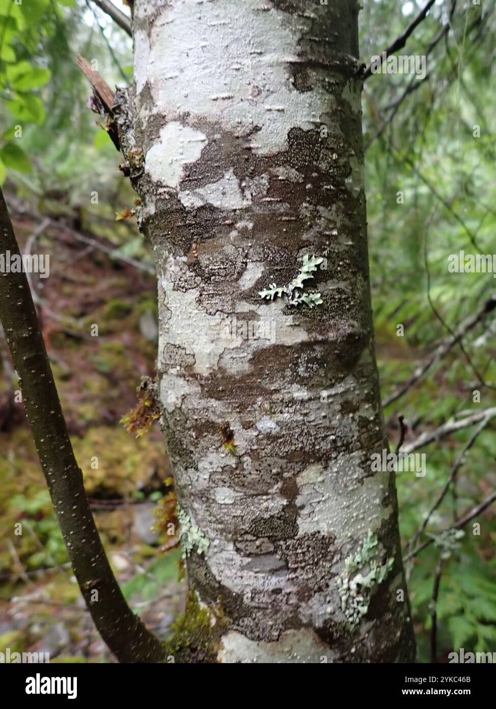 Red Alder (Alnus rubra Stock Photo - Alamy
