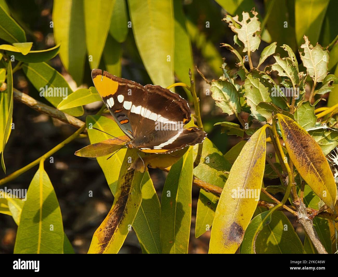 California Sister (Adelpha californica Stock Photo - Alamy