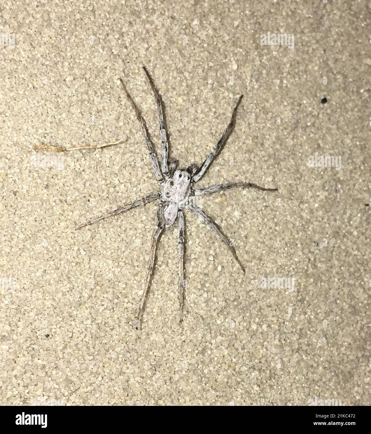 Archbold's Burrowing Wolf Spider (Geolycosa xera archboldi Stock Photo ...