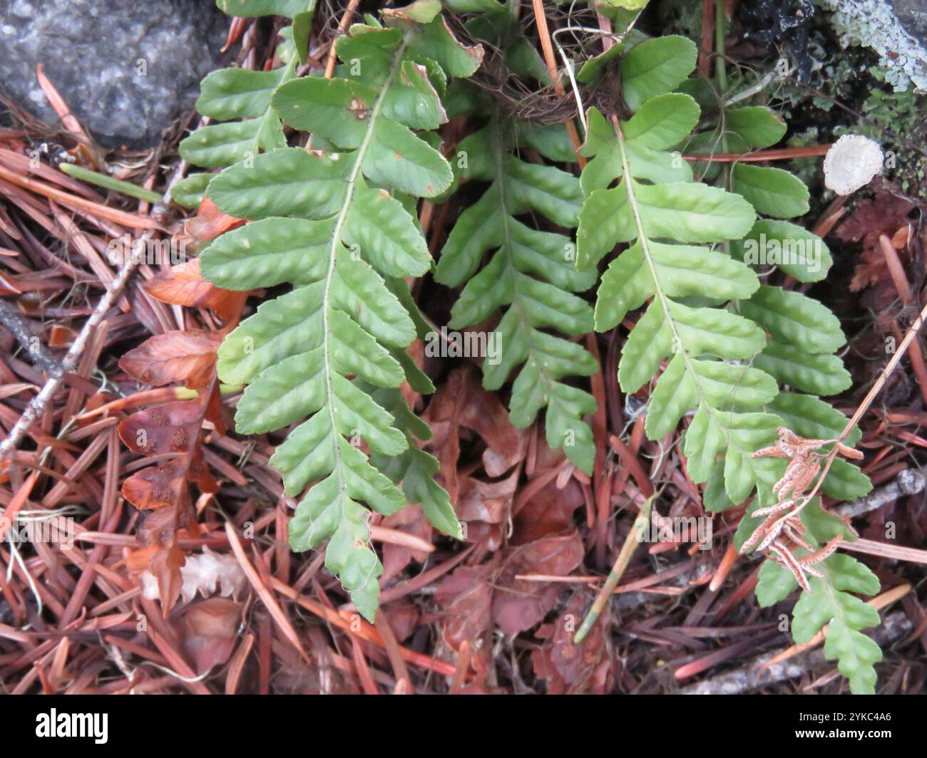 polypody ferns (Polypodium Stock Photo - Alamy