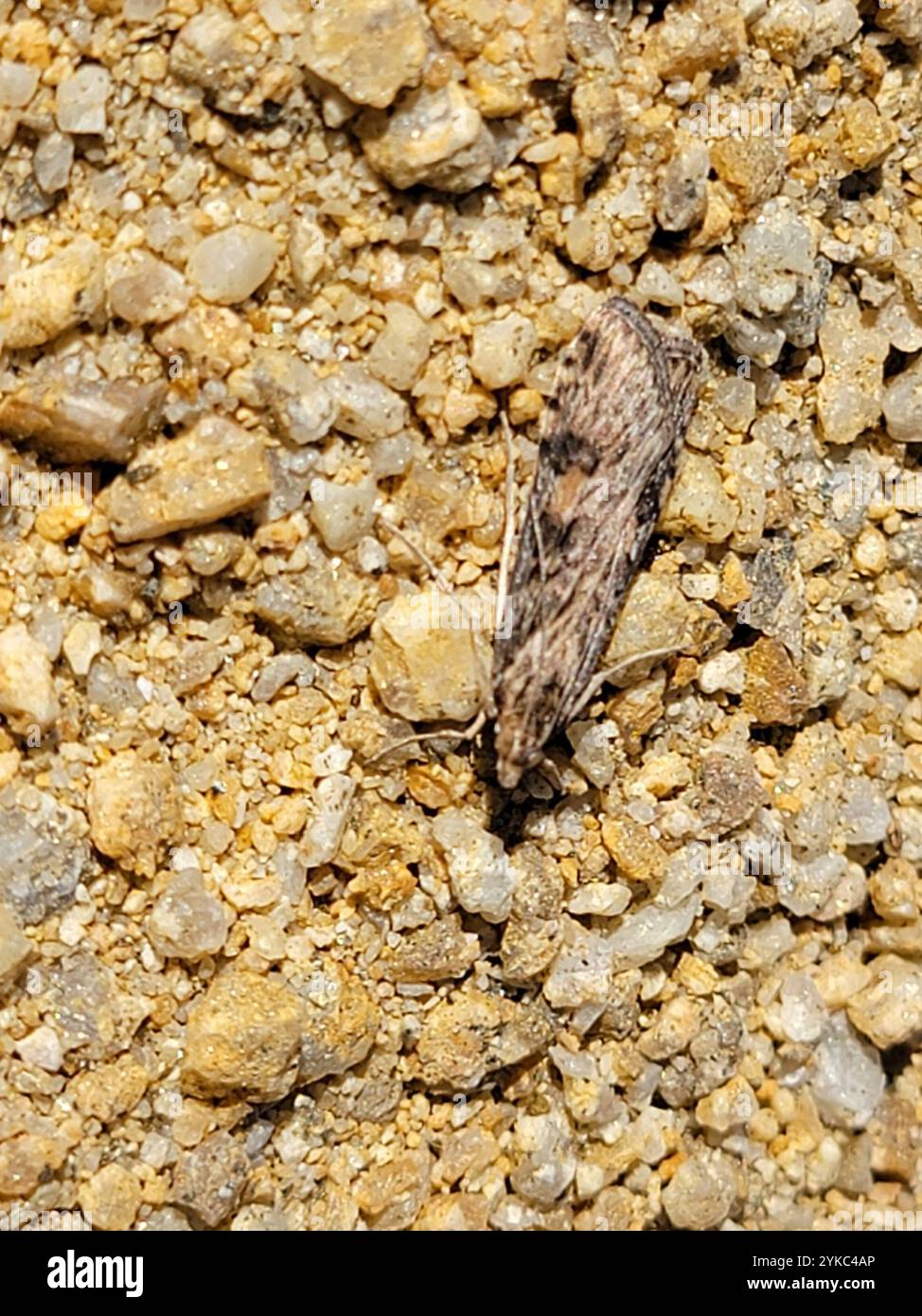 Lucerne Moth (Nomophila nearctica Stock Photo - Alamy