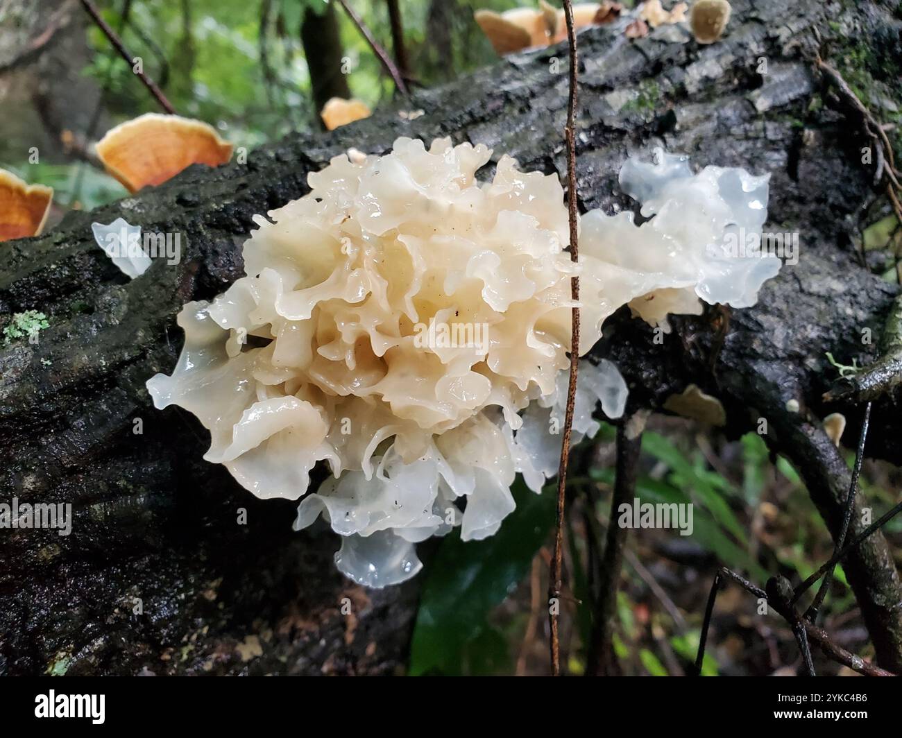 snow fungus (Tremella fuciformis Stock Photo - Alamy