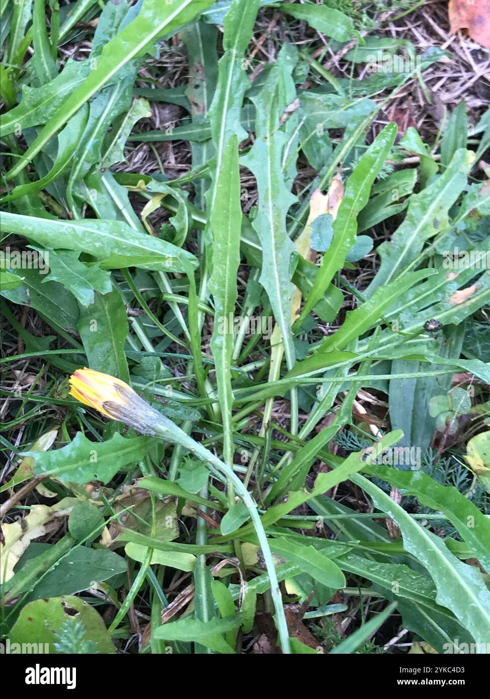Autumn Hawkbit (Scorzoneroides autumnalis Stock Photo - Alamy