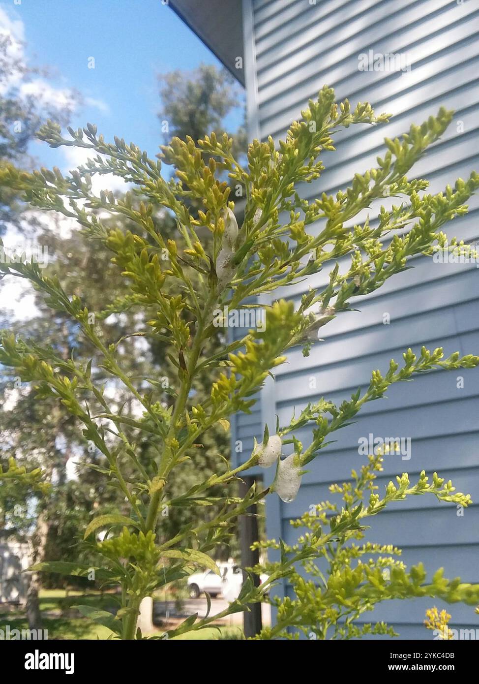 Spittlebugs and Froghoppers (Cercopoidea Stock Photo - Alamy