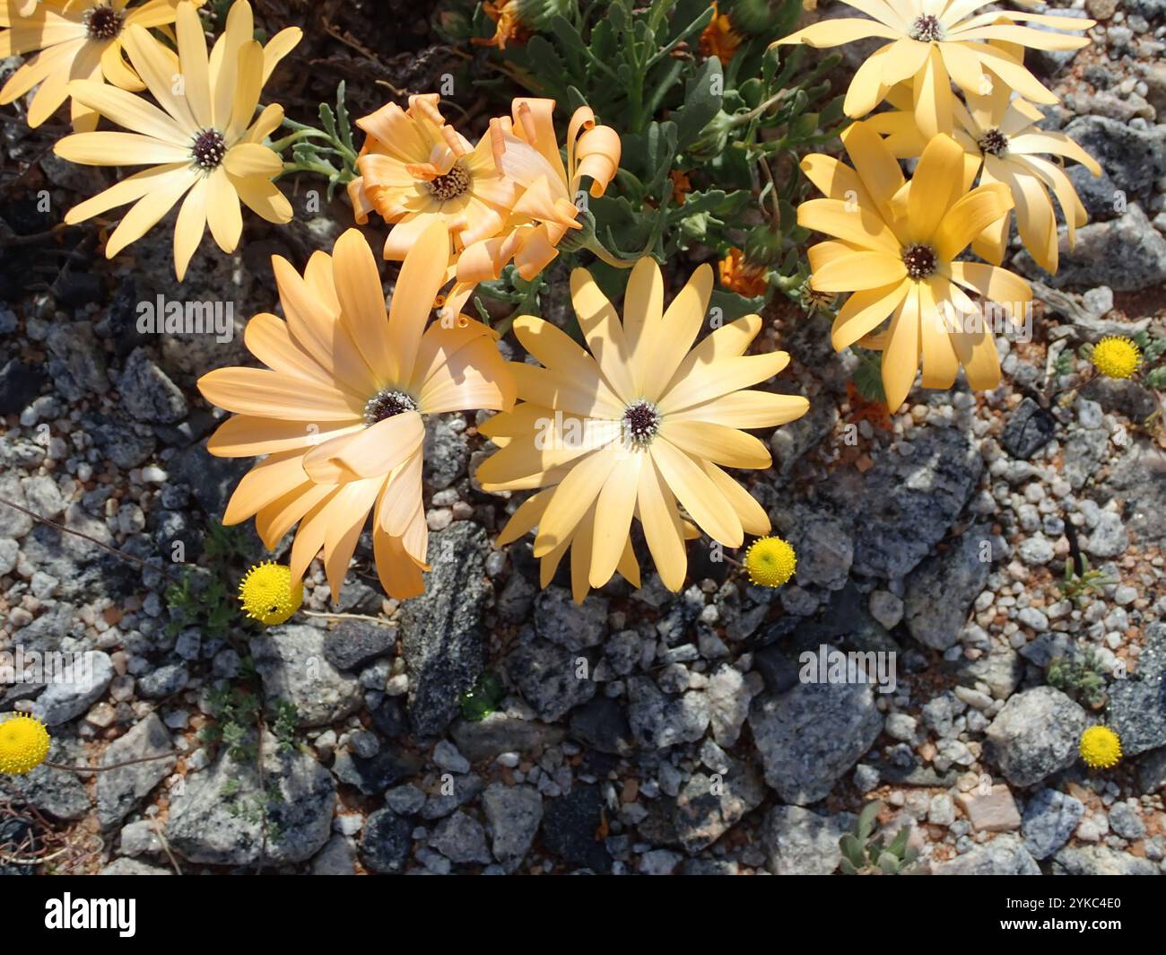 Cape marigold (Dimorphotheca sinuata Stock Photo - Alamy