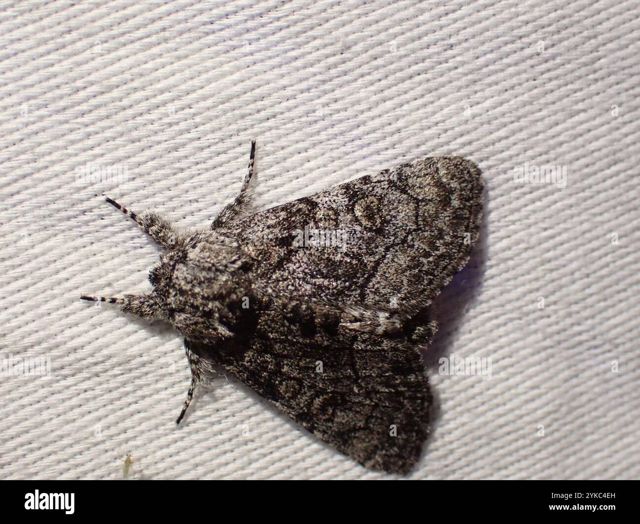 Brother Moth (Raphia frater Stock Photo - Alamy