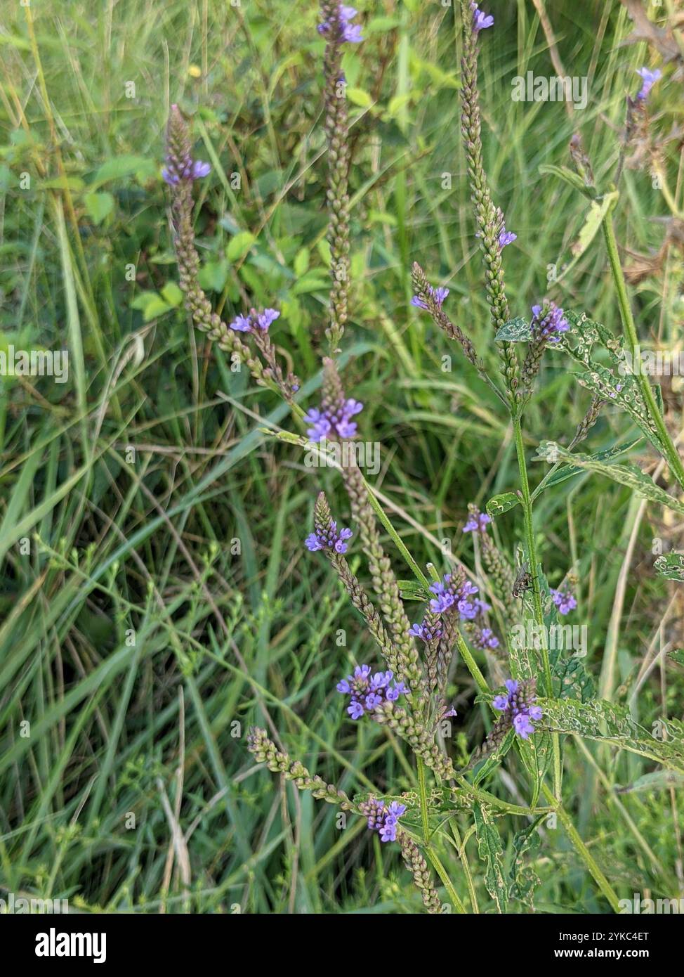 blue vervain (Verbena hastata Stock Photo - Alamy