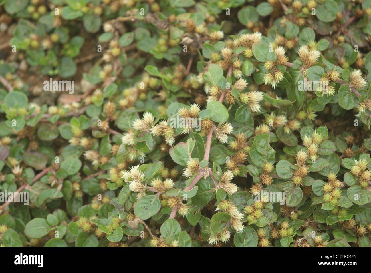 creeping chaffweed (Alternanthera pungens Stock Photo - Alamy