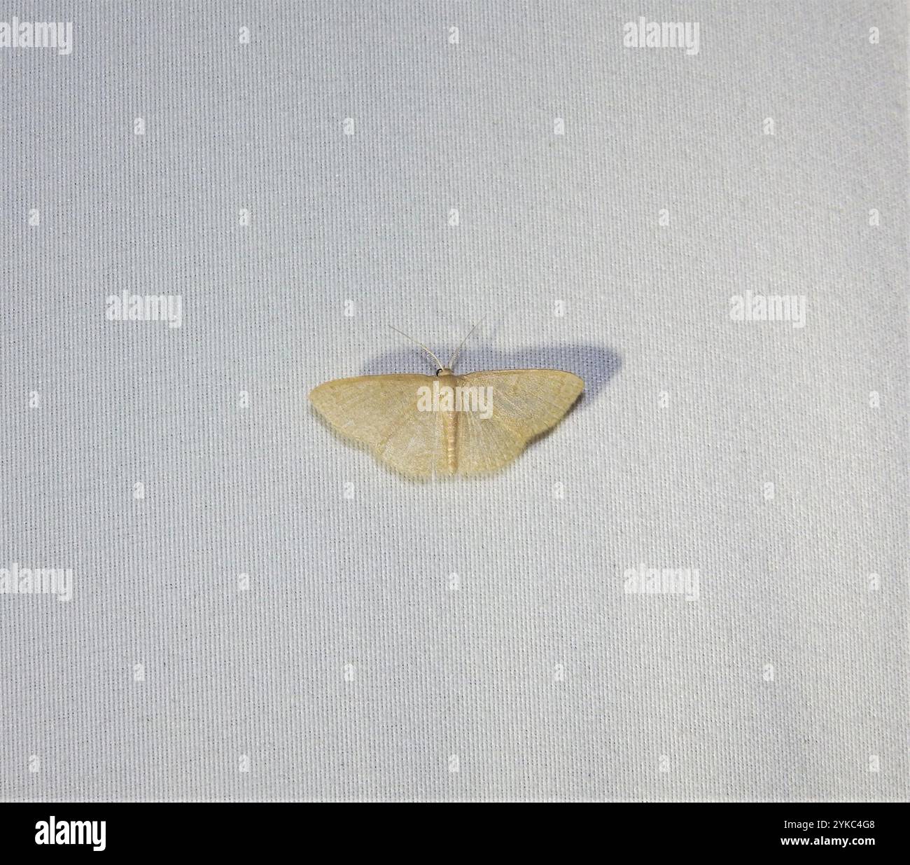 Common Tan Wave (Pleuroprucha insulsaria Stock Photo - Alamy