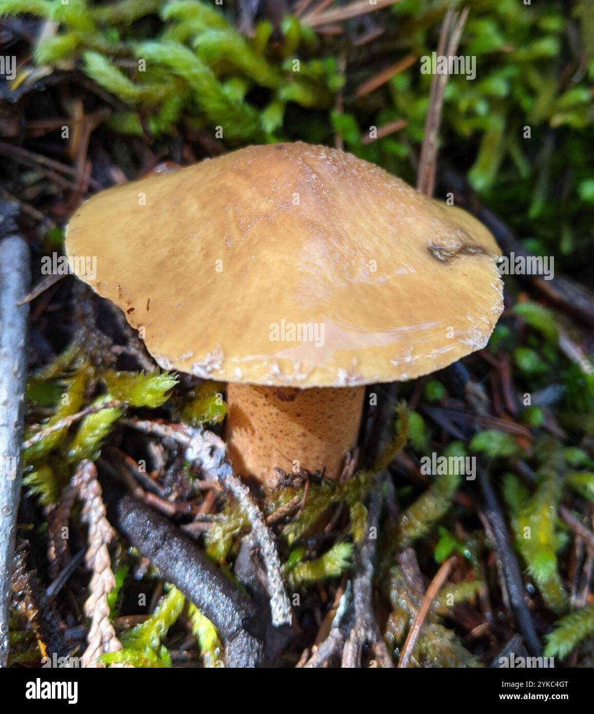 Blue-staining Slippery Jack (Suillus tomentosus Stock Photo - Alamy