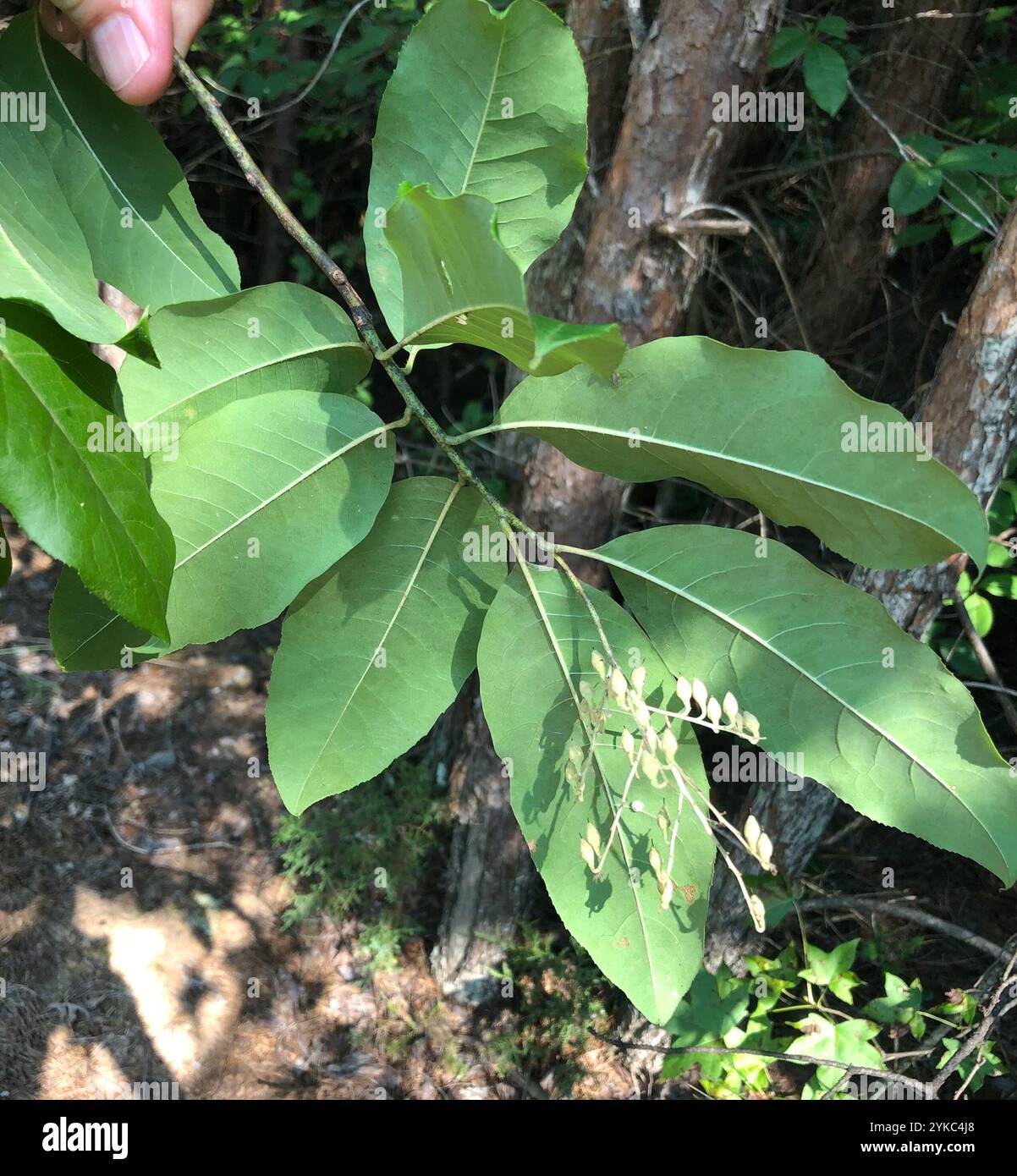 sourwood (Oxydendrum arboreum Stock Photo - Alamy
