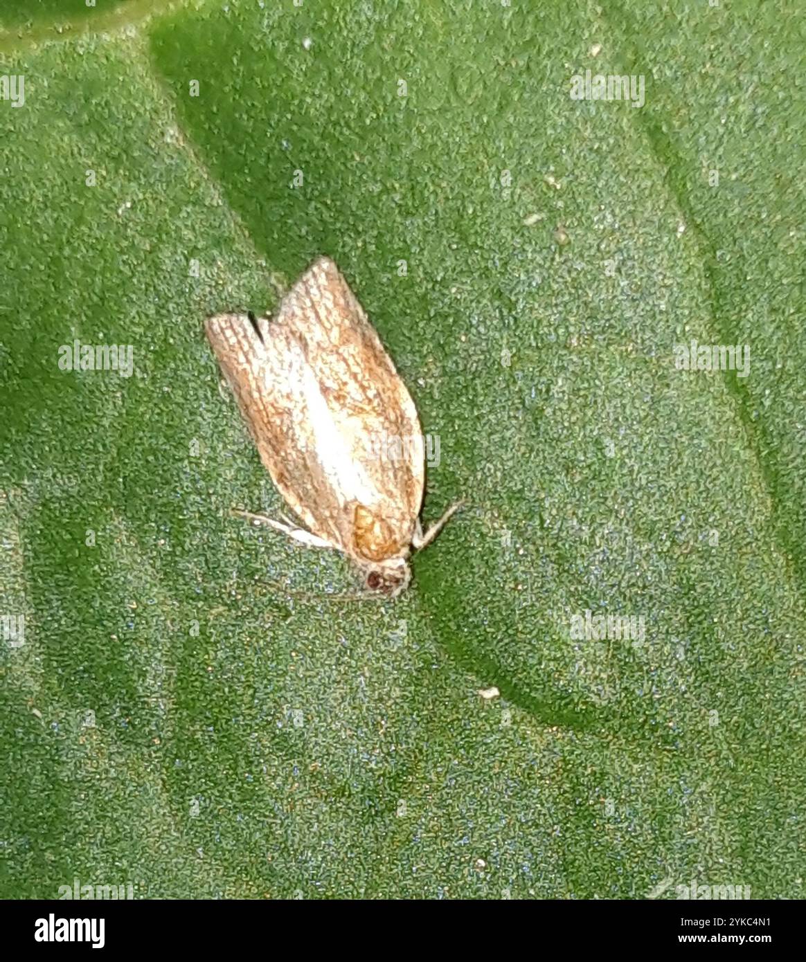 Light brown apple moth hi-res stock photography and images - Alamy