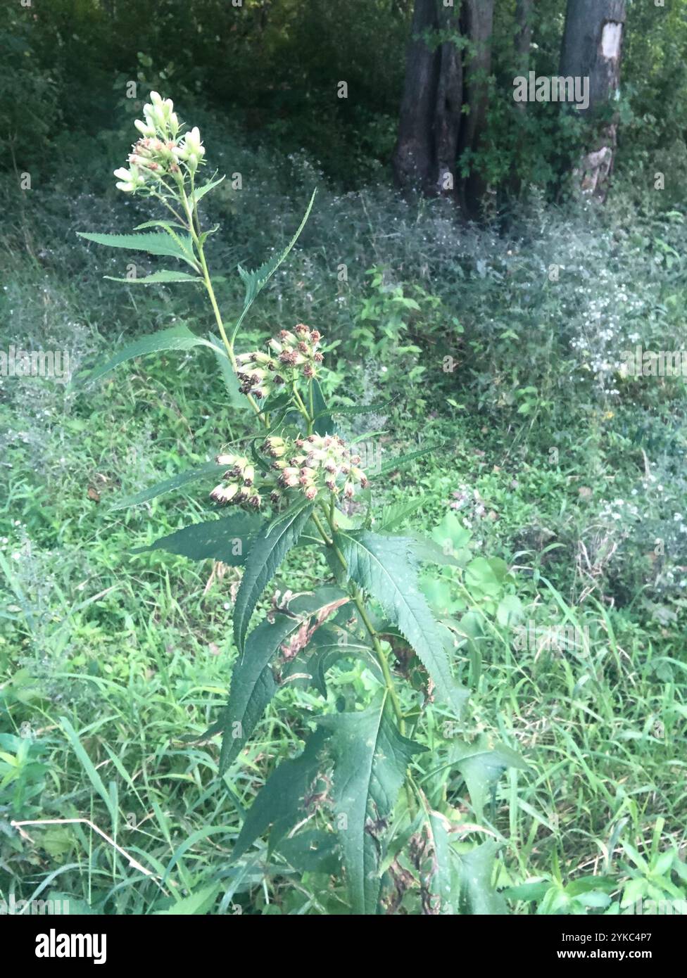 False Indian Plantain (Hasteola suaveolens Stock Photo - Alamy