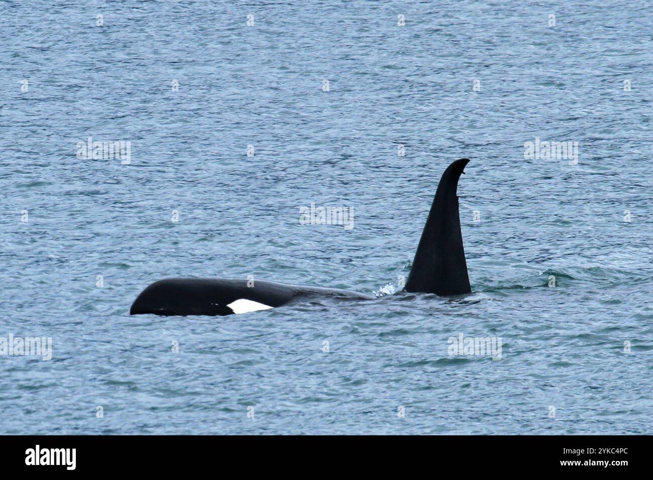 Orca (Orcinus orca Stock Photo - Alamy