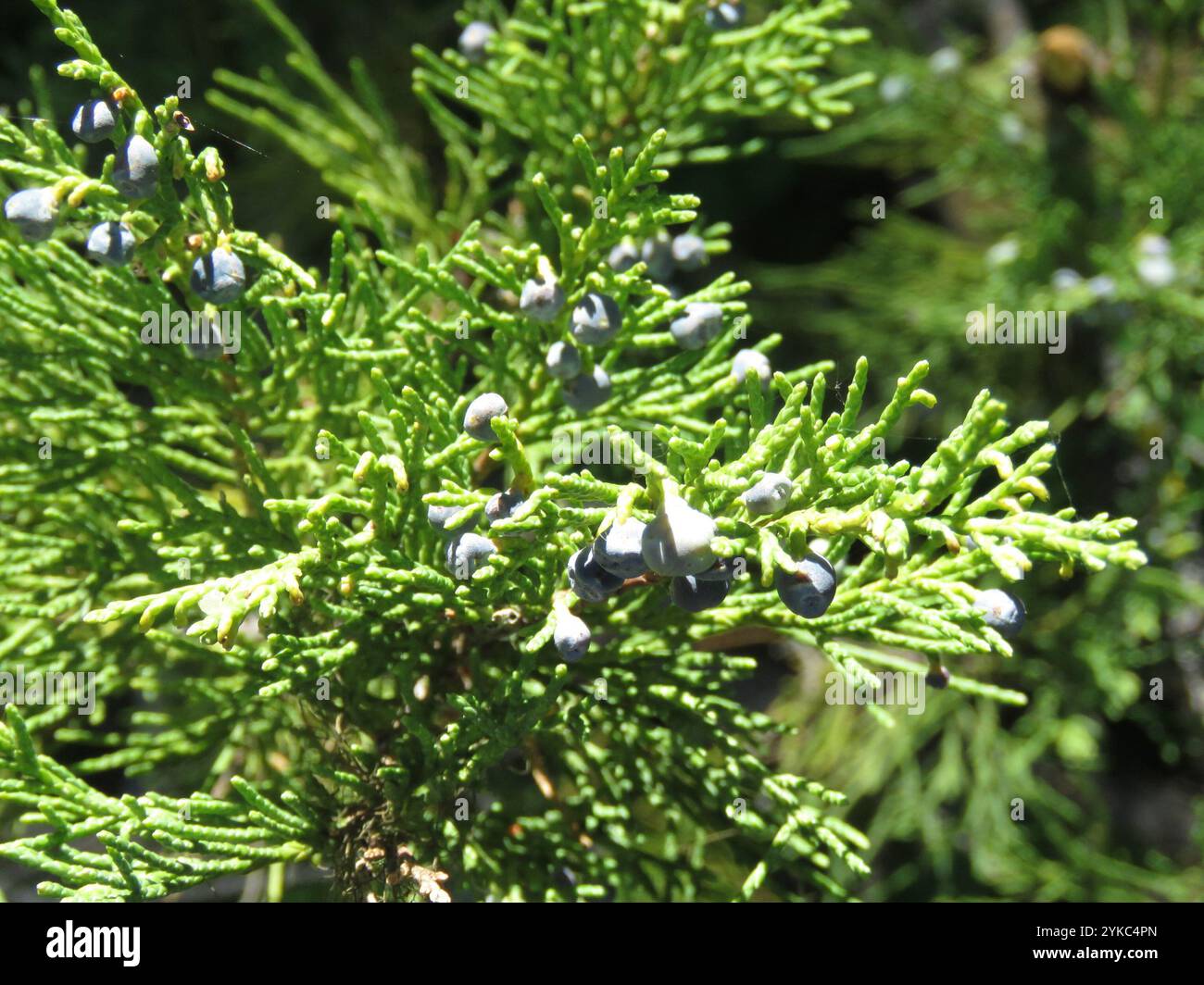 Rocky Mountain Juniper (Juniperus scopulorum Stock Photo - Alamy