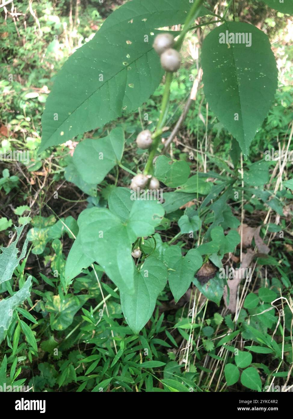 Chinese yam (Dioscorea polystachya Stock Photo - Alamy