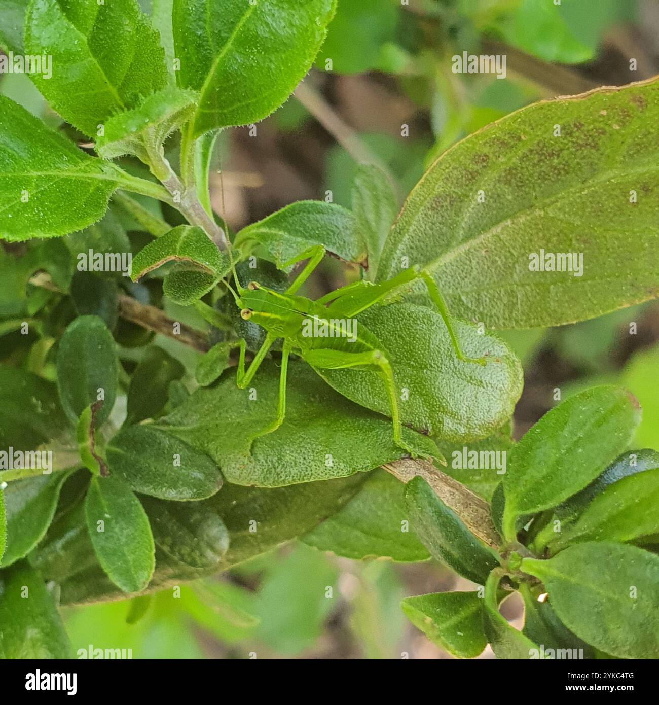 Australian Common Garden Katydid (Caedicia simplex Stock Photo - Alamy