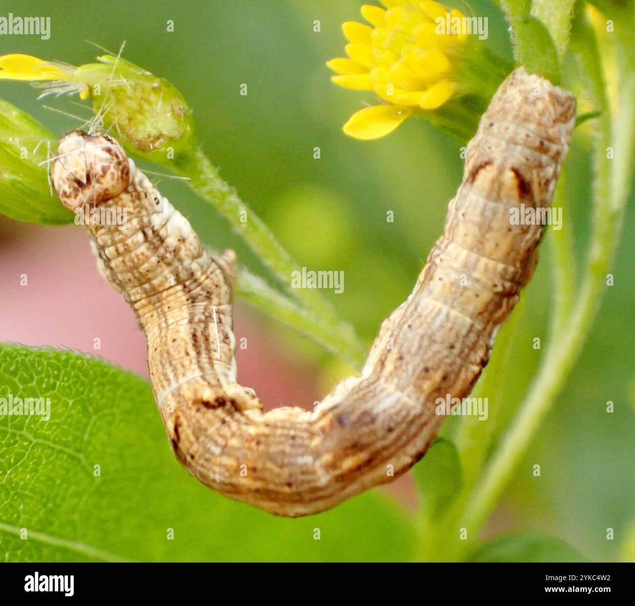 Small Engrailed (Ectropis crepuscularia Stock Photo - Alamy