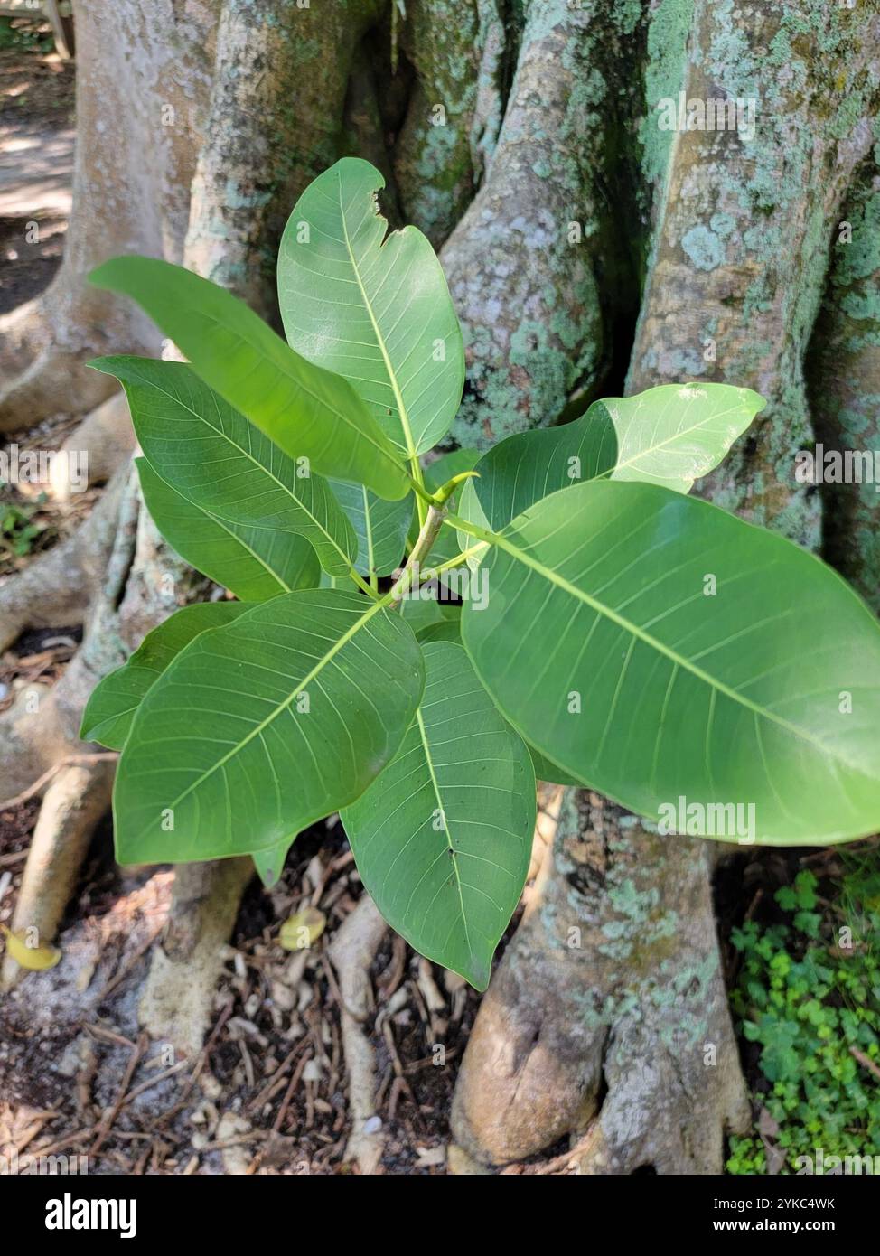 Florida Strangler Fig (Ficus aurea Stock Photo - Alamy