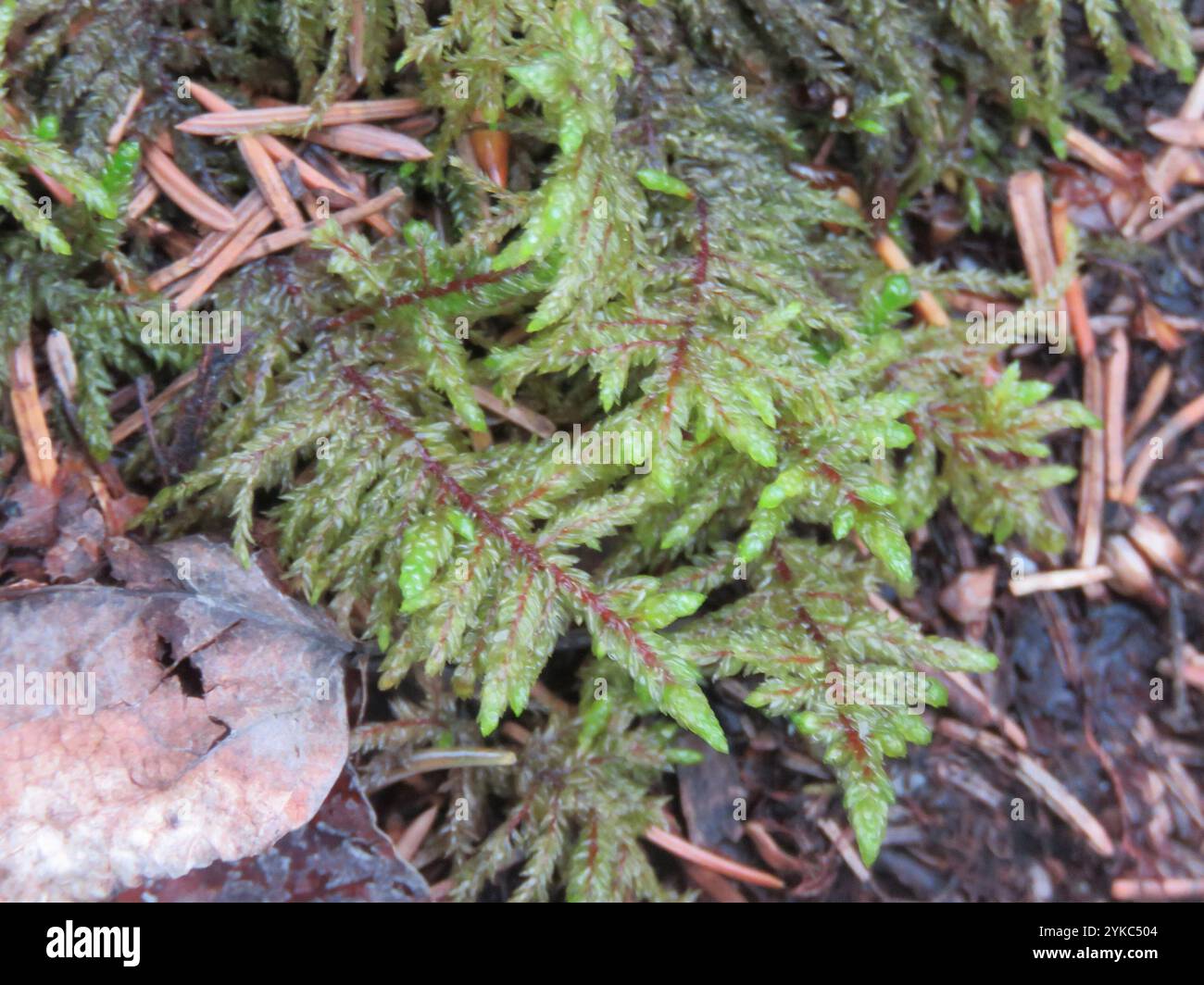 big red stem moss (Pleurozium Stock Photo - Alamy