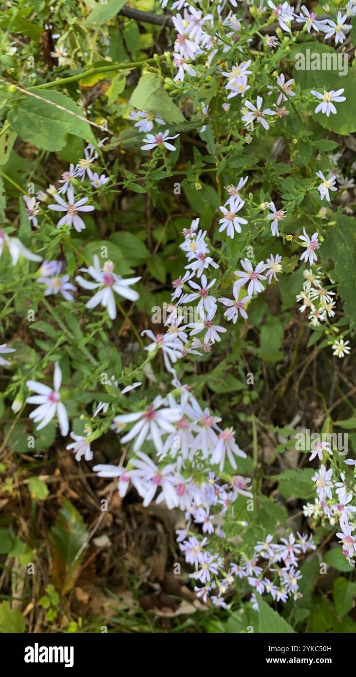 Common Blue Wood Aster (Symphyotrichum cordifolium Stock Photo - Alamy