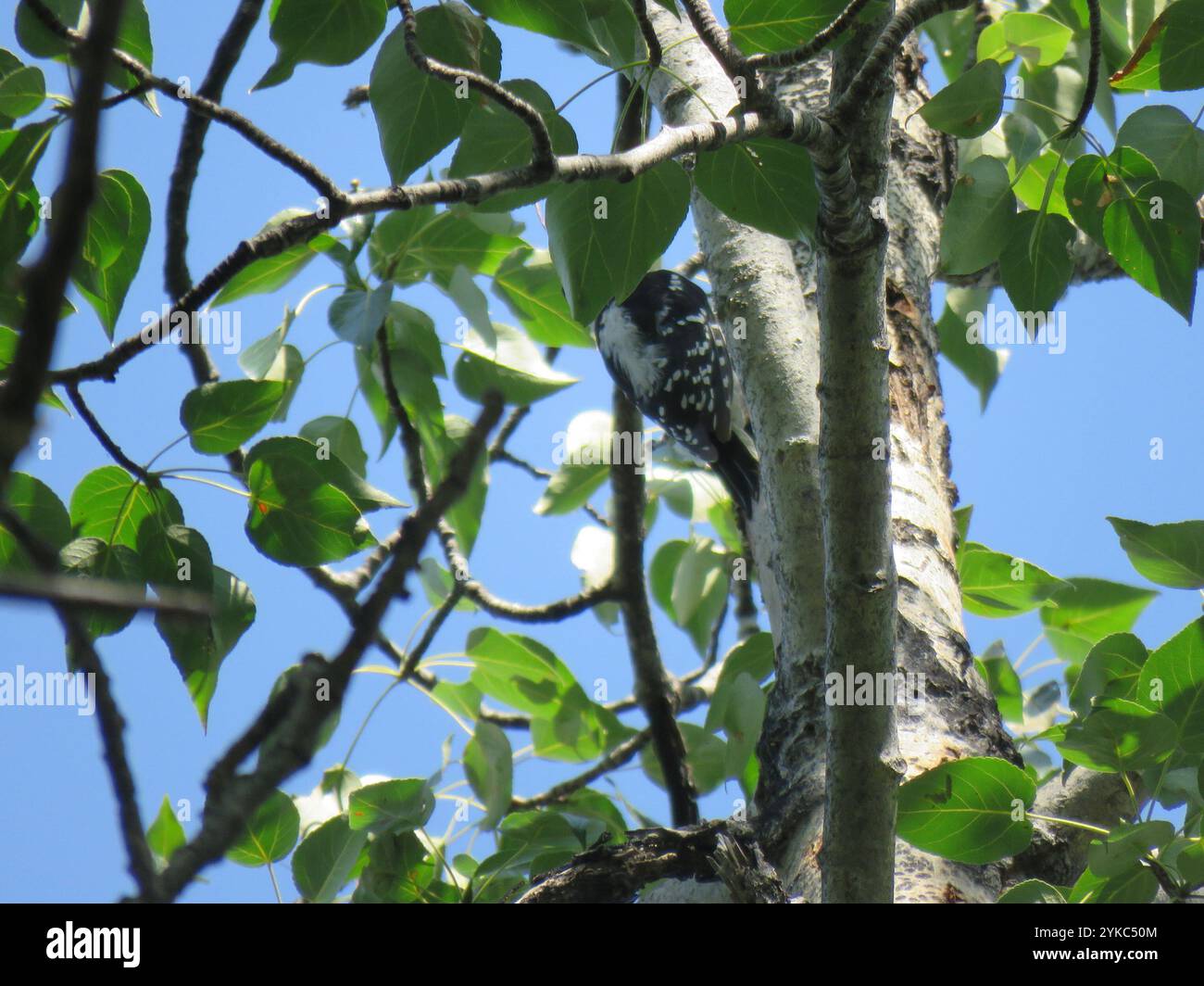 Dryobates Woodpeckers (Dryobates Stock Photo - Alamy