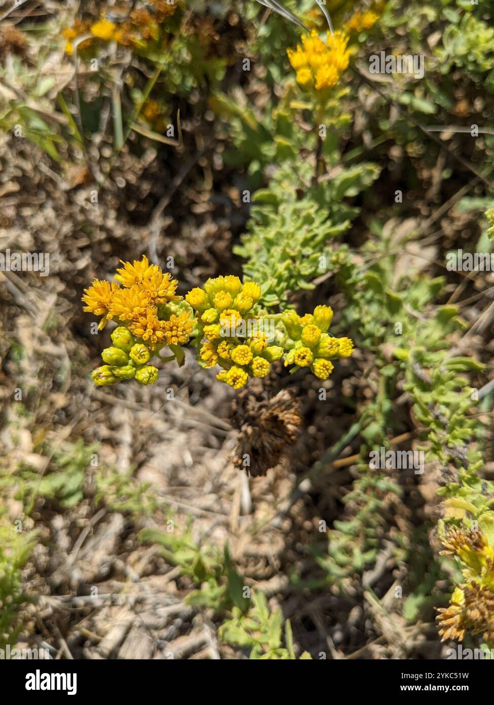 Coastal Goldenbush (Isocoma menziesii Stock Photo - Alamy