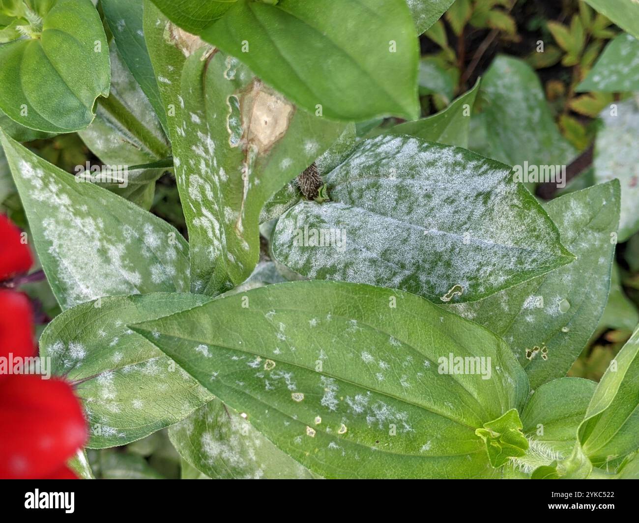 plurivorous sunflower powdery mildew group (Golovinomyces ambrosiae ...