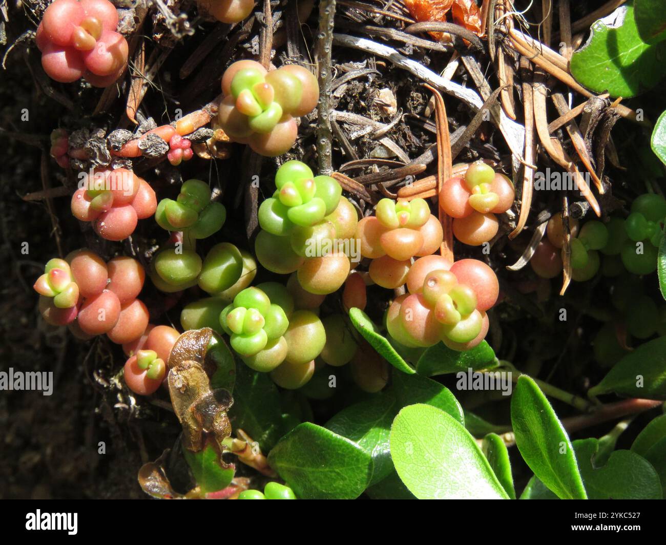 Pacific stonecrop (Sedum divergens Stock Photo - Alamy