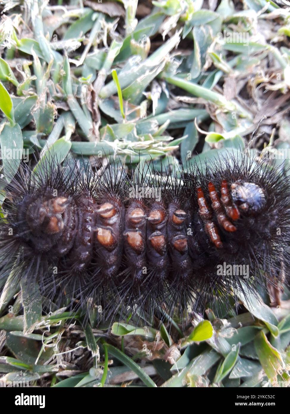 Giant Leopard Moth (Hypercompe scribonia Stock Photo - Alamy