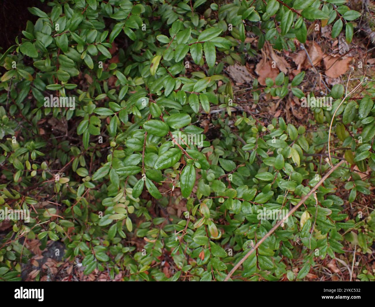 Oregon Boxwood (Paxistima myrsinites Stock Photo - Alamy
