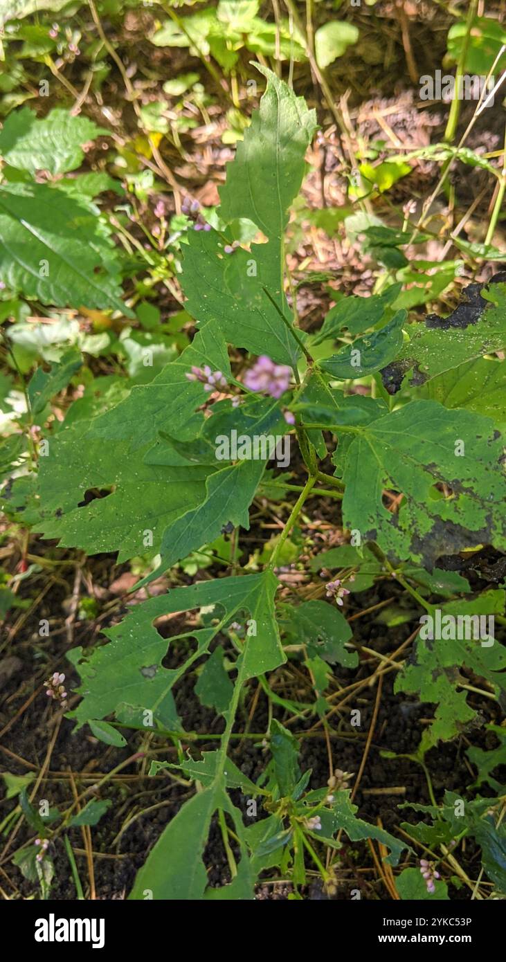 low smartweed (Persicaria longiseta Stock Photo - Alamy