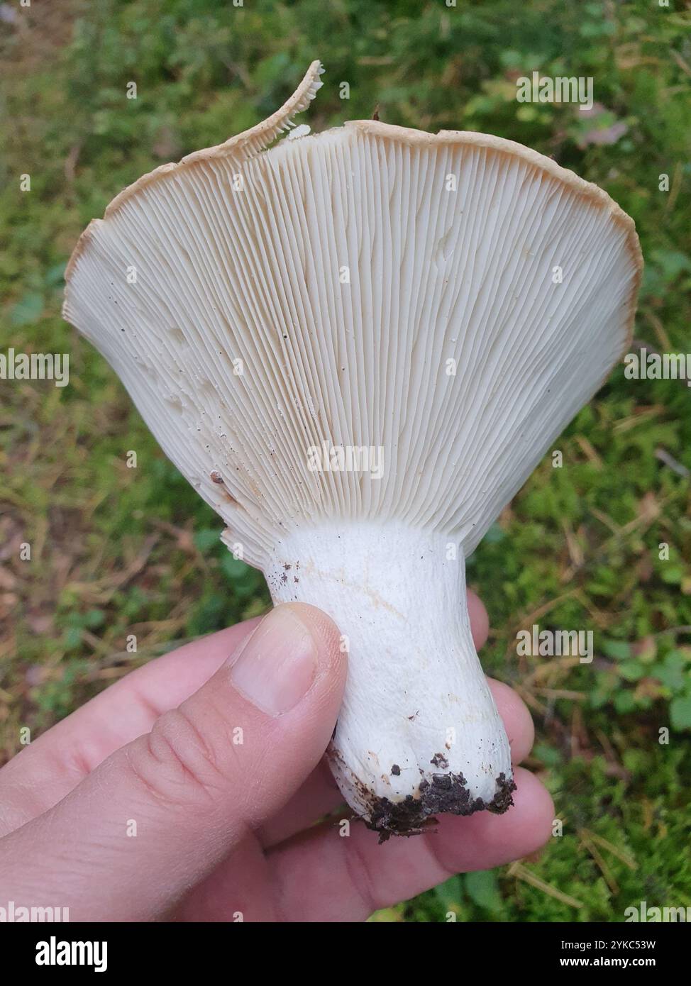 milk-white brittlegill (Russula delica Stock Photo - Alamy