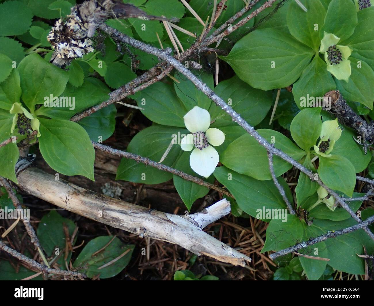 Western Bunchberry (Cornus unalaschkensis Stock Photo - Alamy