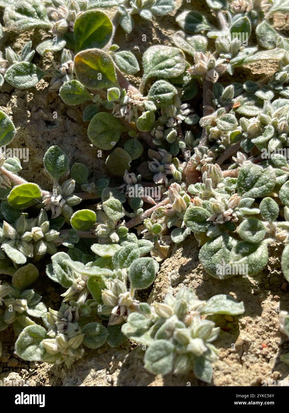 Sweetjuice hi-res stock photography and images - Alamy