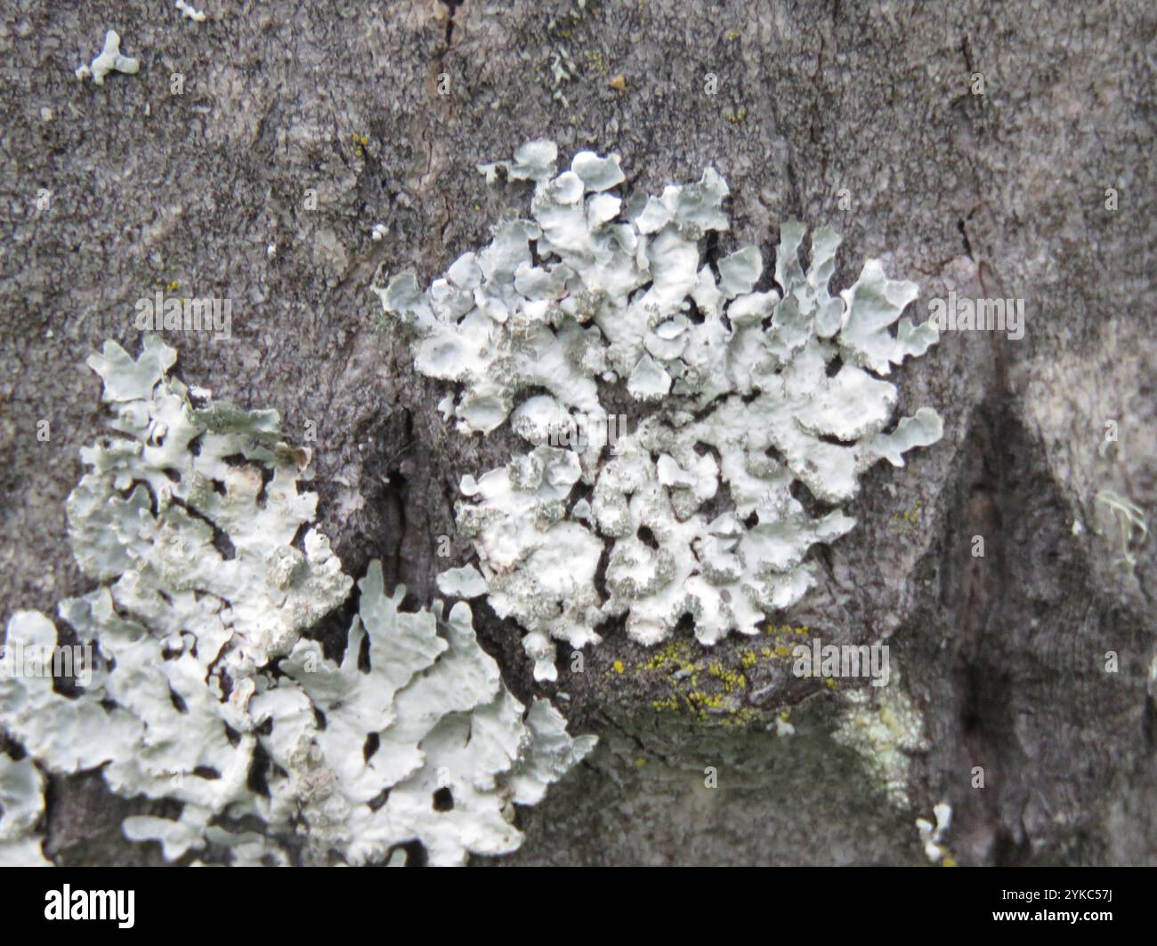 shield lichen (Parmelia sulcata Stock Photo - Alamy