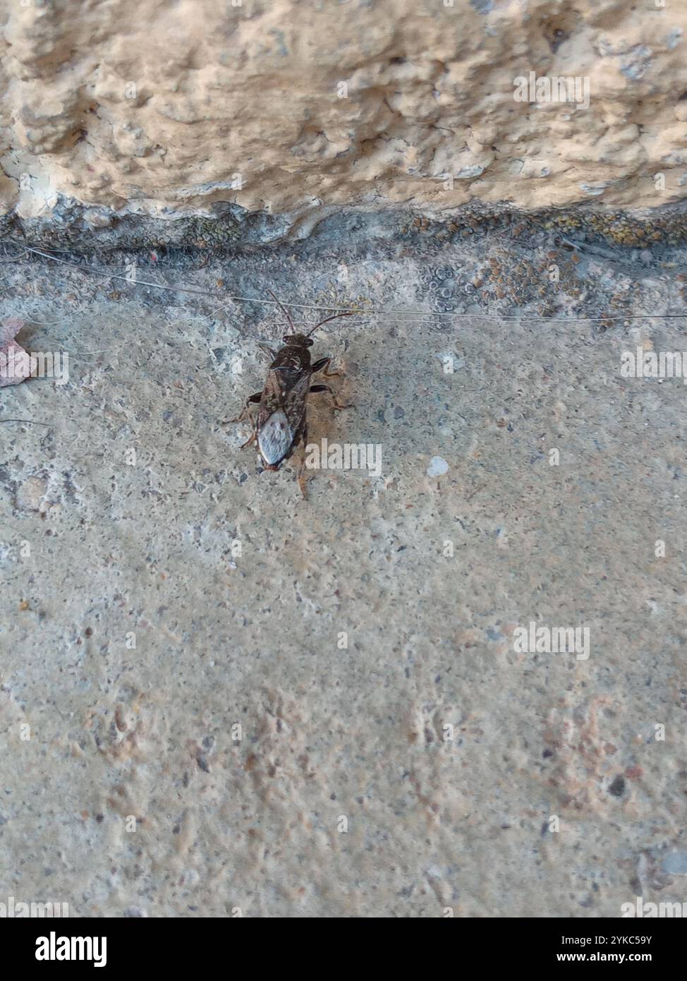 Nettle ground bug (Heterogaster urticae Stock Photo - Alamy