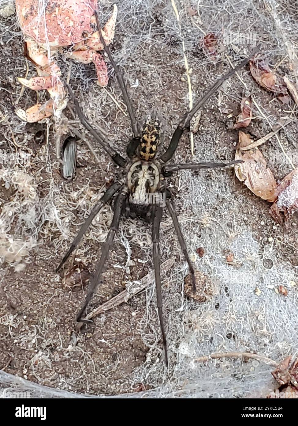 Giant House Spider (Eratigena duellica Stock Photo - Alamy
