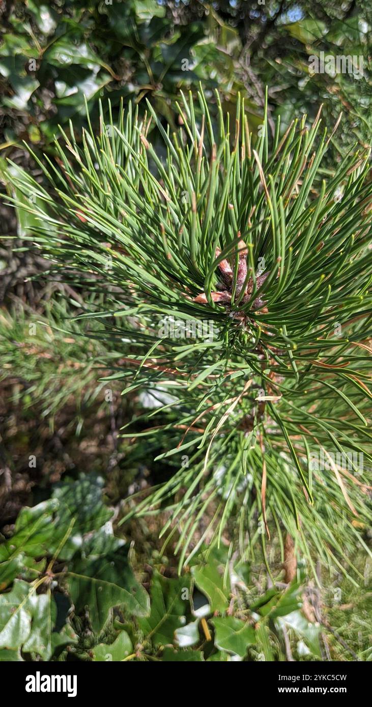 pitch pine (Pinus rigida Stock Photo - Alamy