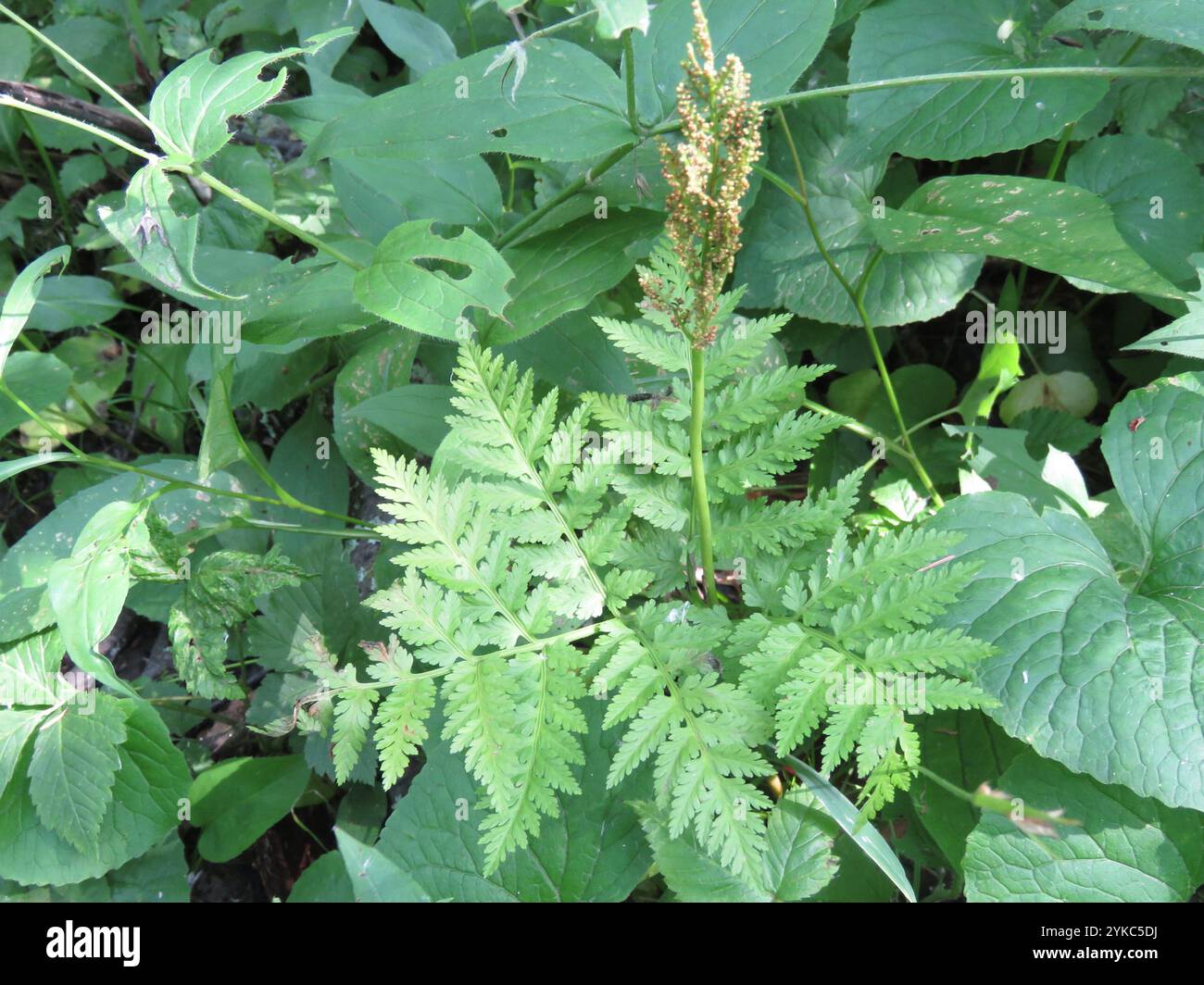 rattlesnake fern (Botrypus virginianus Stock Photo - Alamy