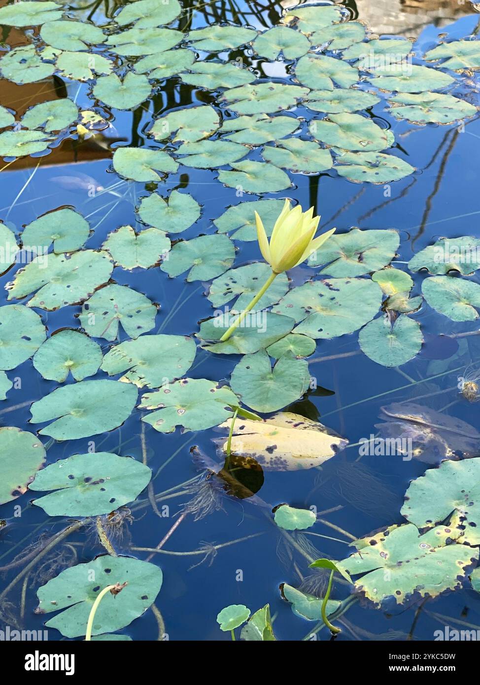 Yellow Waterlily (Nymphaea mexicana Stock Photo - Alamy