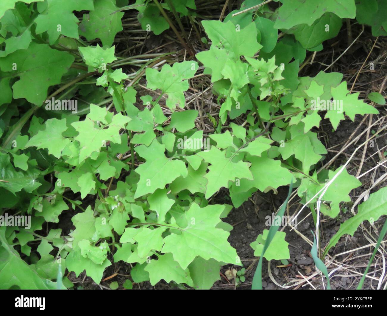 Wall Lettuce (Mycelis muralis Stock Photo - Alamy