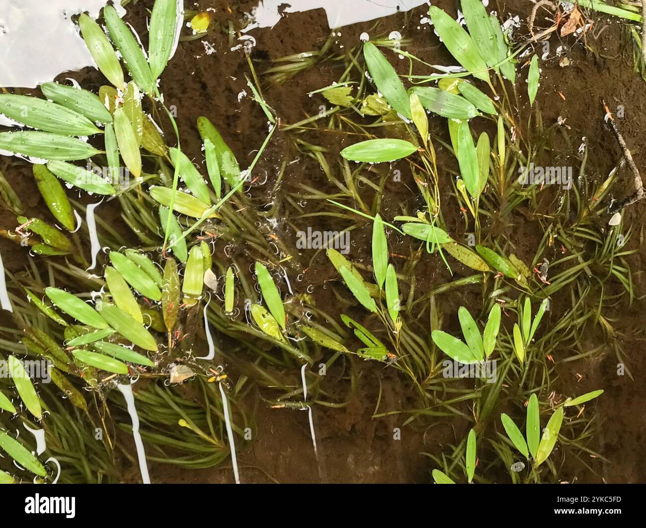 ribbon-leaved pondweed (Potamogeton epihydrus Stock Photo - Alamy