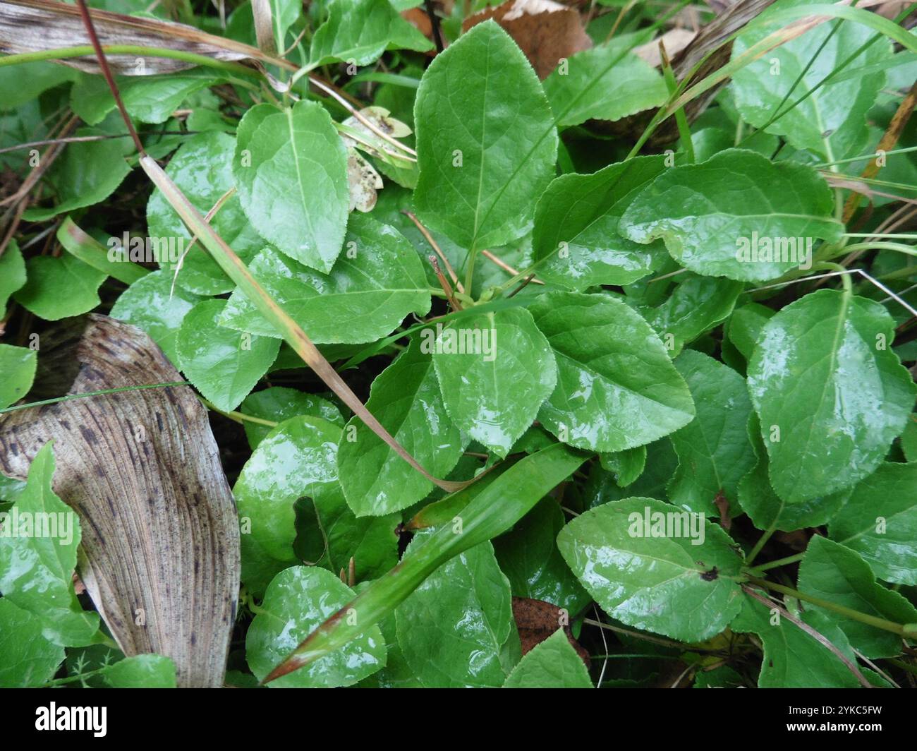 one-sided wintergreen (Orthilia secunda Stock Photo - Alamy