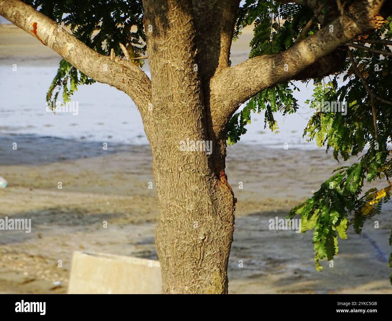 Forest Siris (Albizia procera Stock Photo - Alamy
