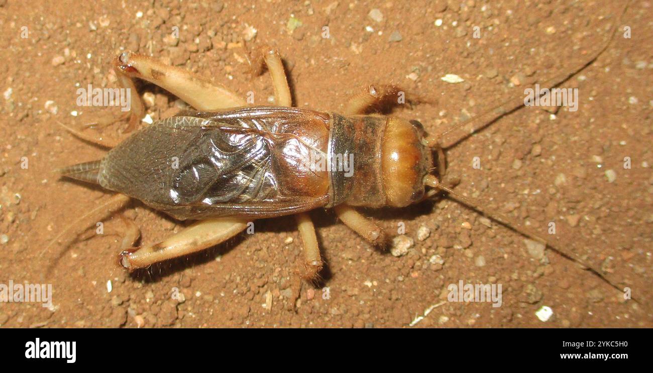 True Crickets (Gryllidae Stock Photo - Alamy