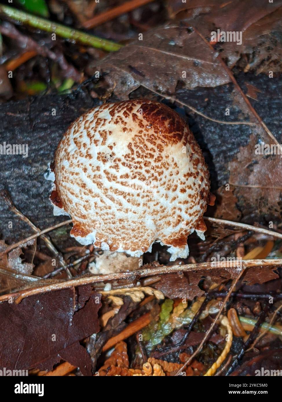 yellowfoot dapperling (Lepiota magnispora Stock Photo - Alamy